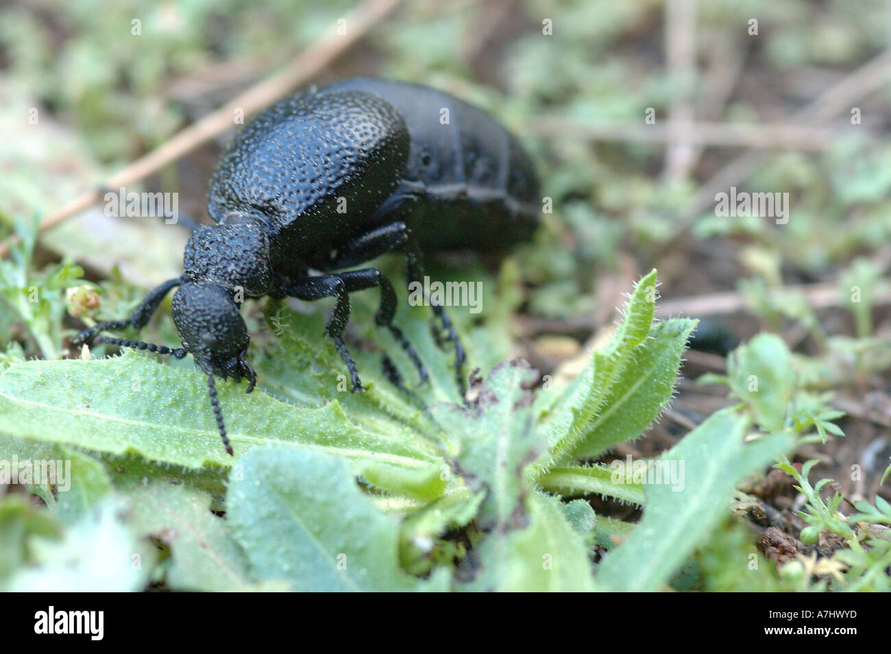 Black Beetle Full Body Shot Stock Photo - Alamy