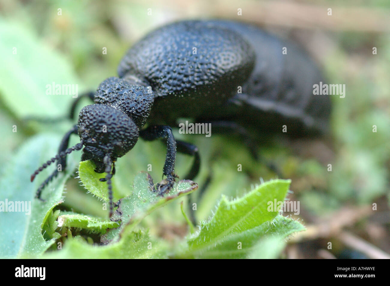 Black Beetle Full Body Shot Stock Photo - Alamy