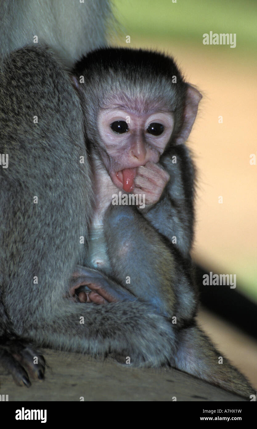 Baby vervet monkey Cercopithecus aethiops Uganda Stock Photo - Alamy