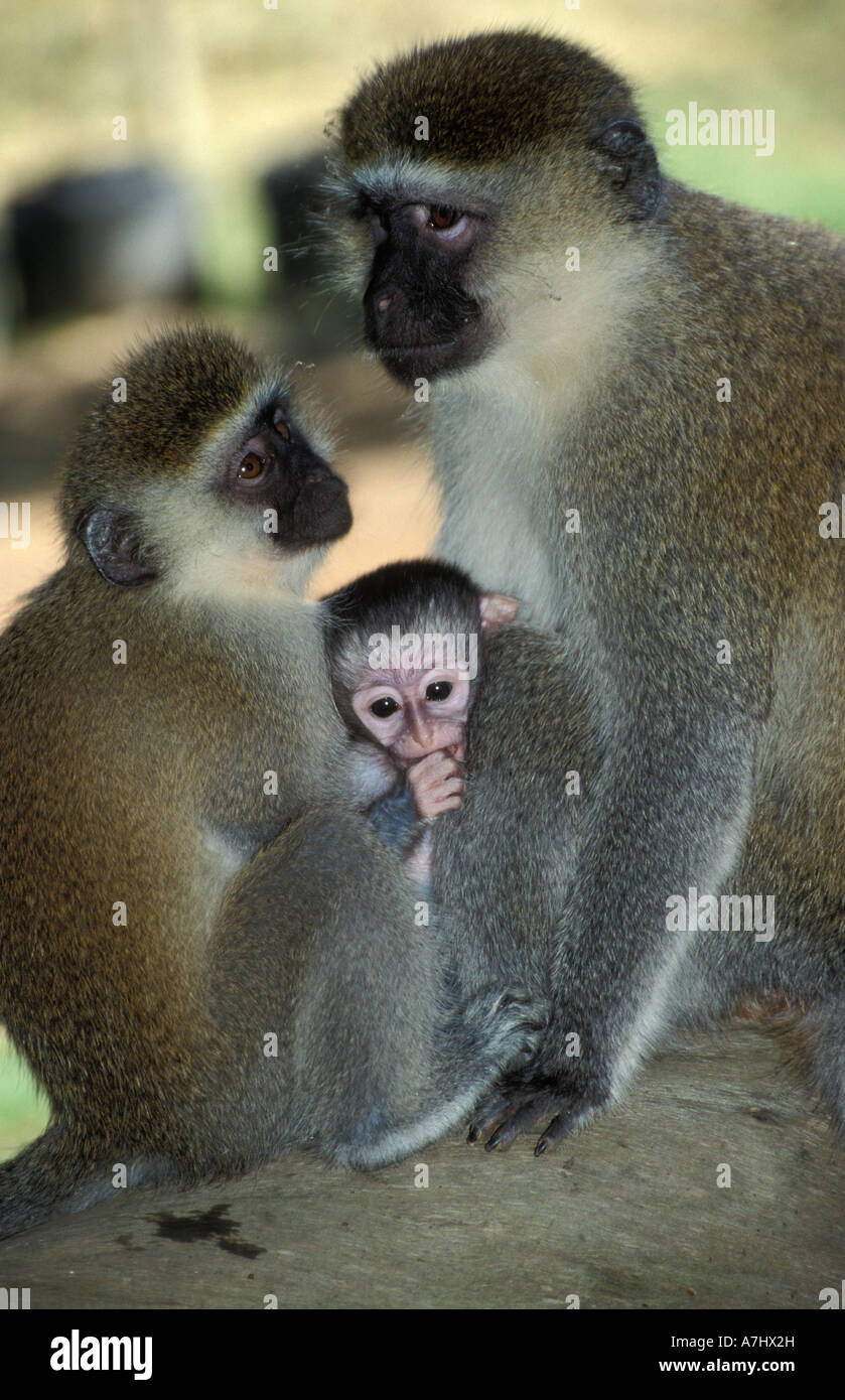 vervet monkey with young Cercopithecus aethiops Uganda Stock Photo - Alamy