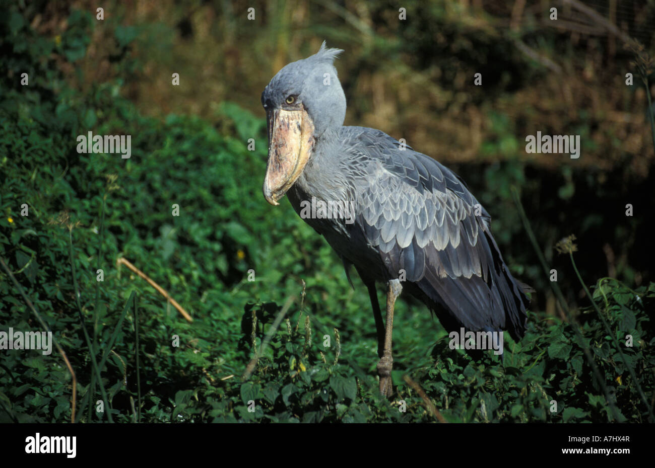 Endangered animals uganda hi-res stock photography and images - Alamy
