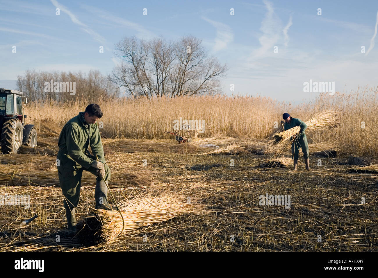 Reed Cutters High Resolution Stock Photography and Images - Alamy