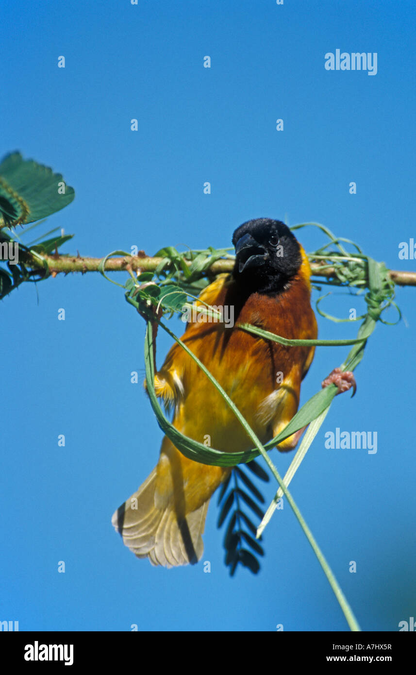 Yellow-backed weaver Ploceus melanocephalus building a nest Entebbe ...