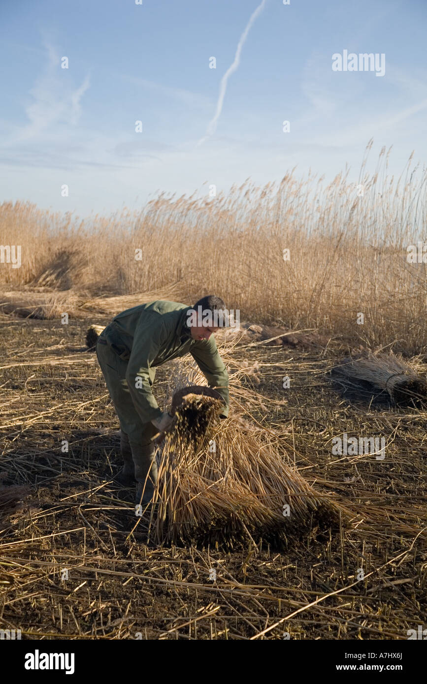 Reed cutter hi-res stock photography and images - Alamy