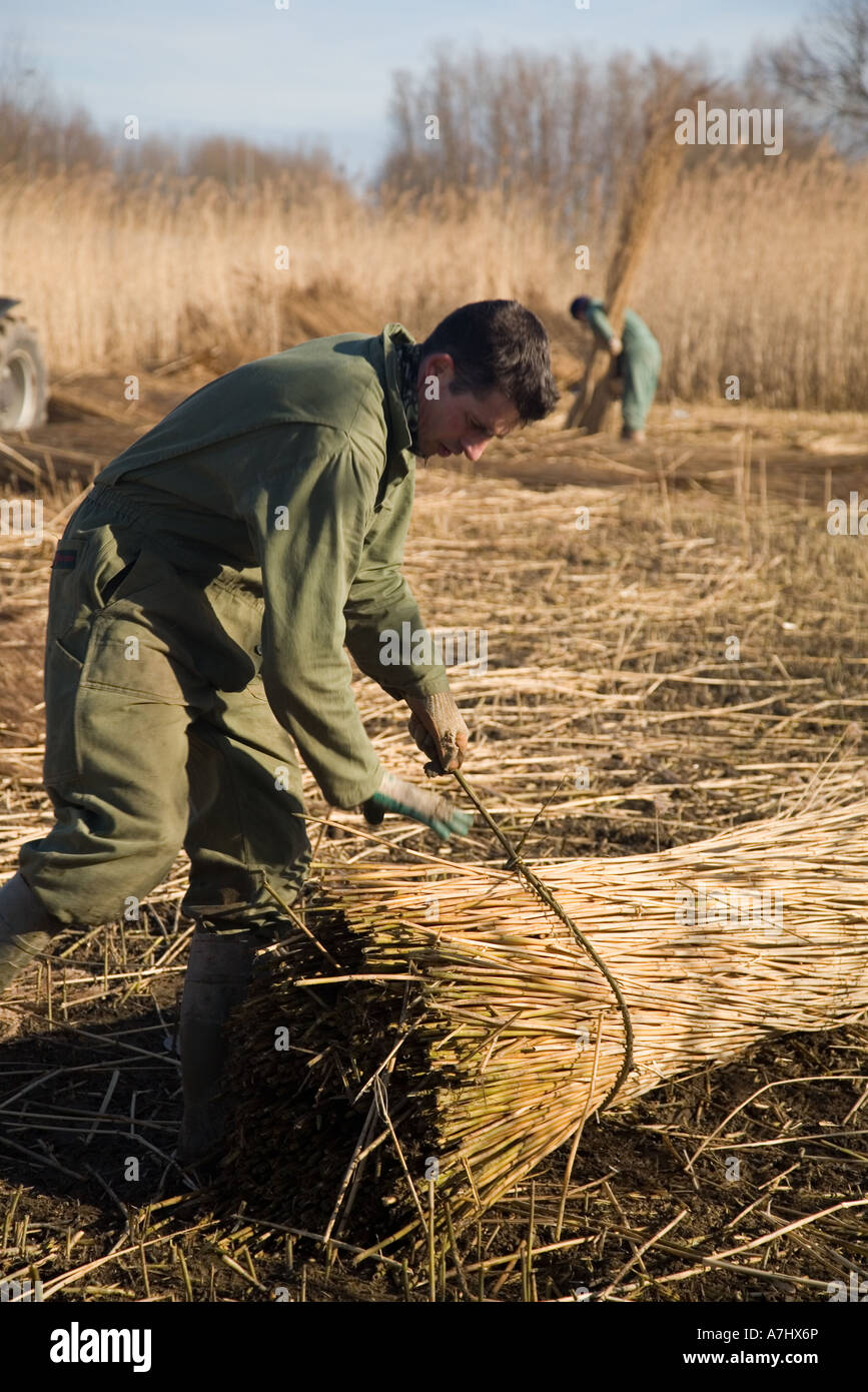 Reed cutter hi-res stock photography and images - Alamy