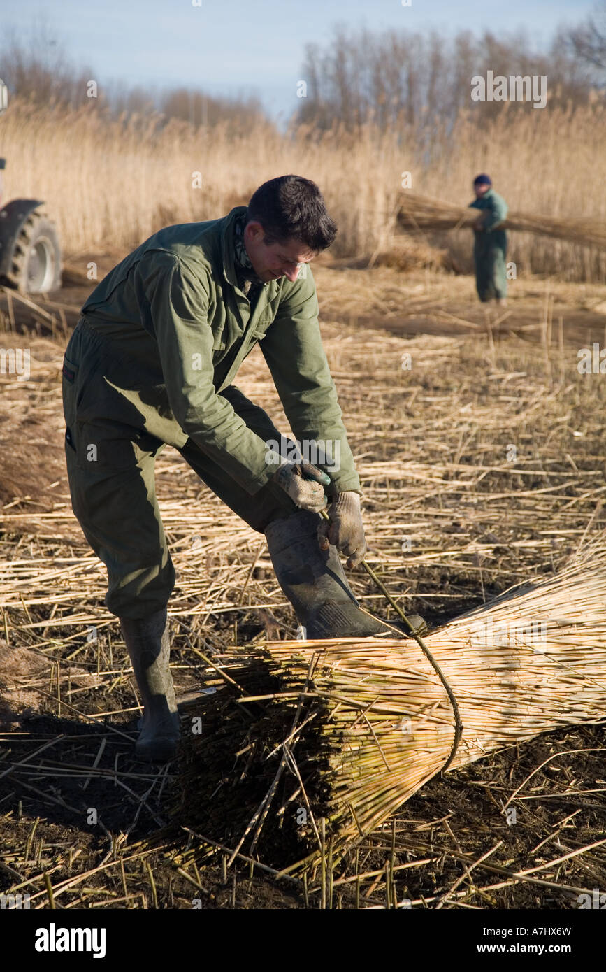 Cut reed bed hi-res stock photography and images - Alamy