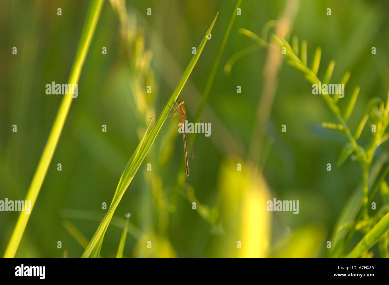 Red yellow damselfly resting on blade of dewy grass Stock Photo - Alamy