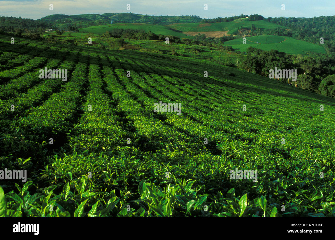 Tea plantation near Fort Portal Uganda Stock Photo - Alamy