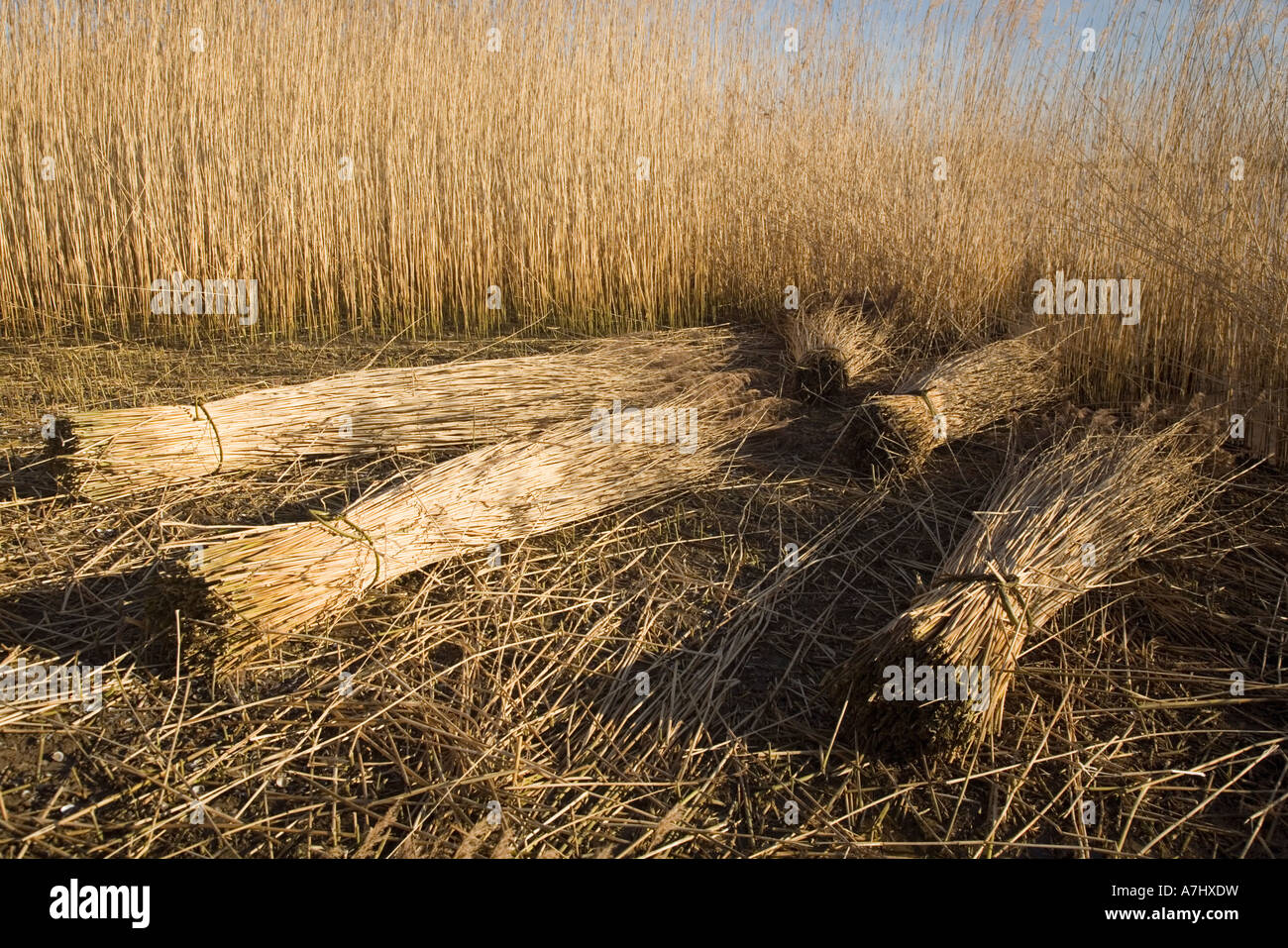 Bundles of reed in a reed bed along the Rhine Holland Stock Photo - Alamy