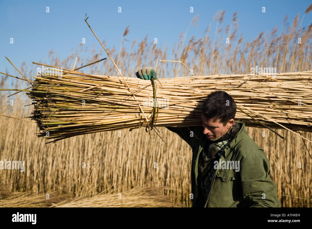 Reed cutter hi-res stock photography and images - Alamy