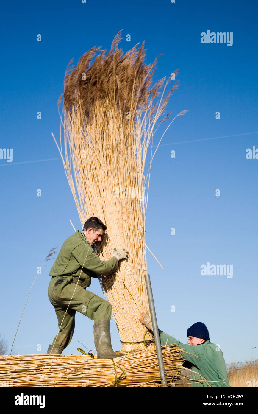 Reed cutter hi-res stock photography and images - Alamy
