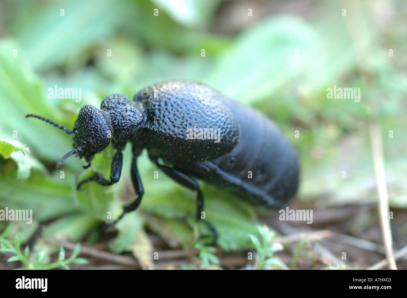 Black Beetle Full Body Shot Stock Photo - Alamy