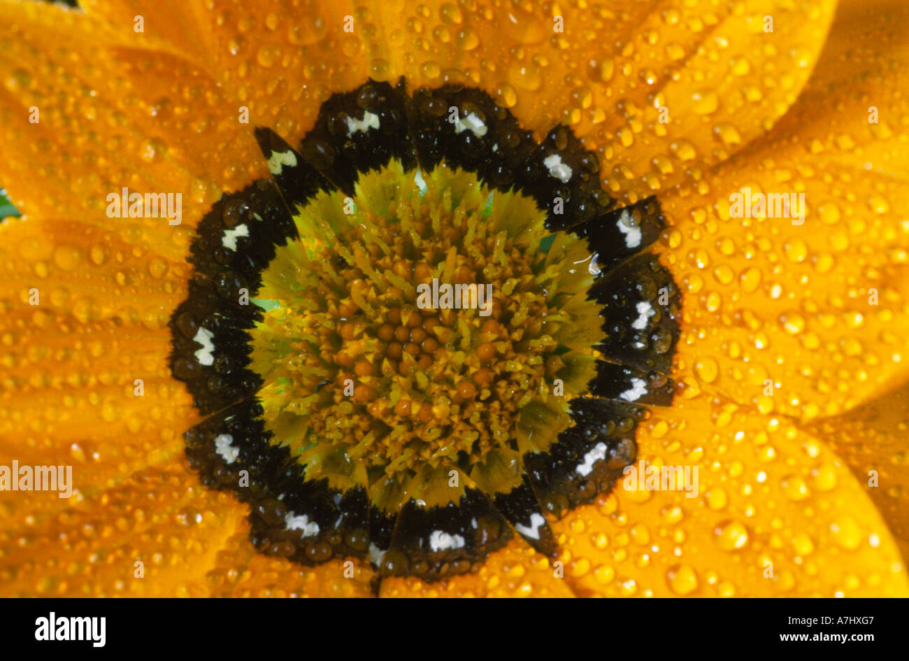 Gazania adonis hi-res stock photography and images - Alamy