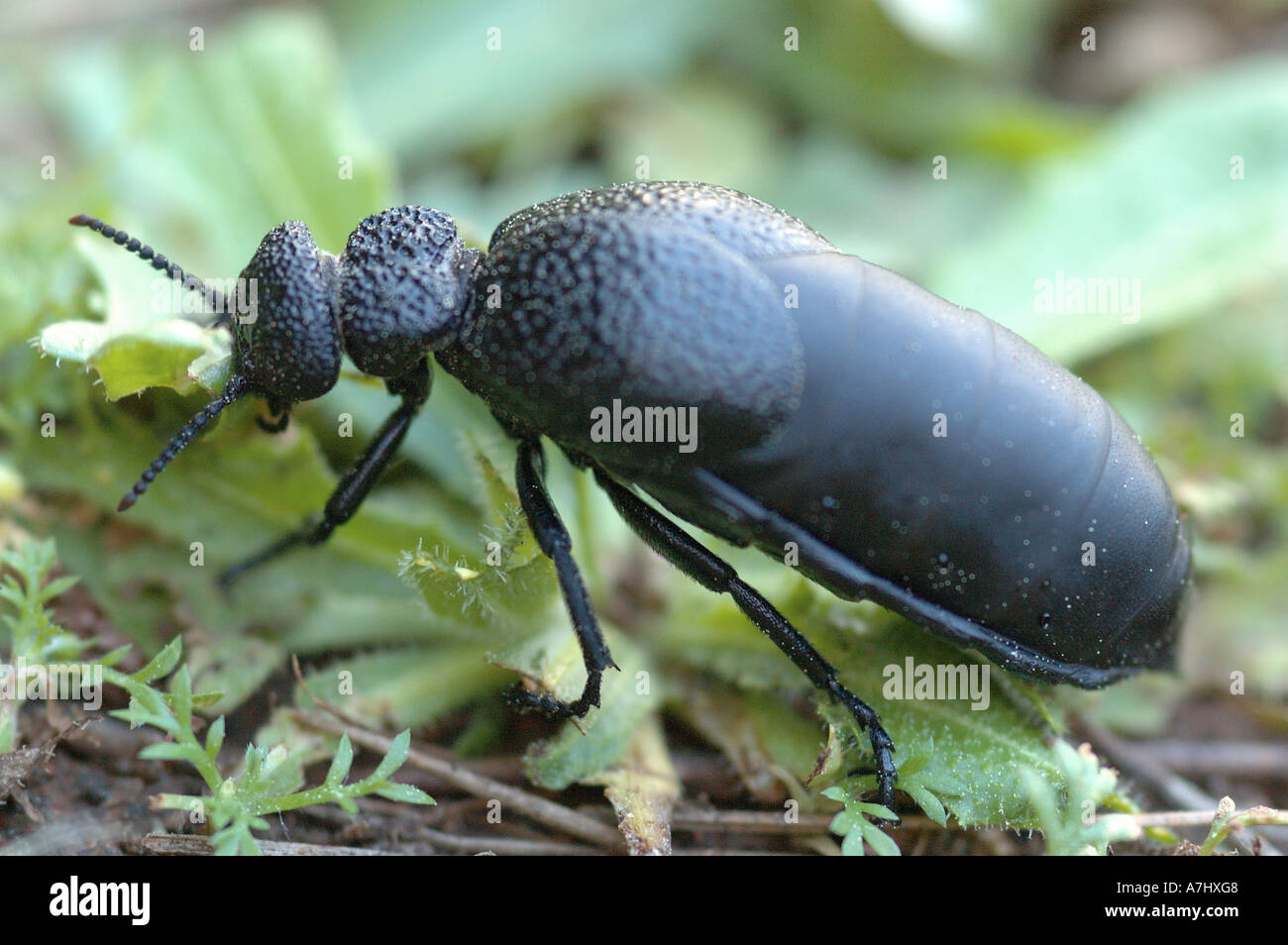 Black Beetle Full Body Shot Stock Photo - Alamy