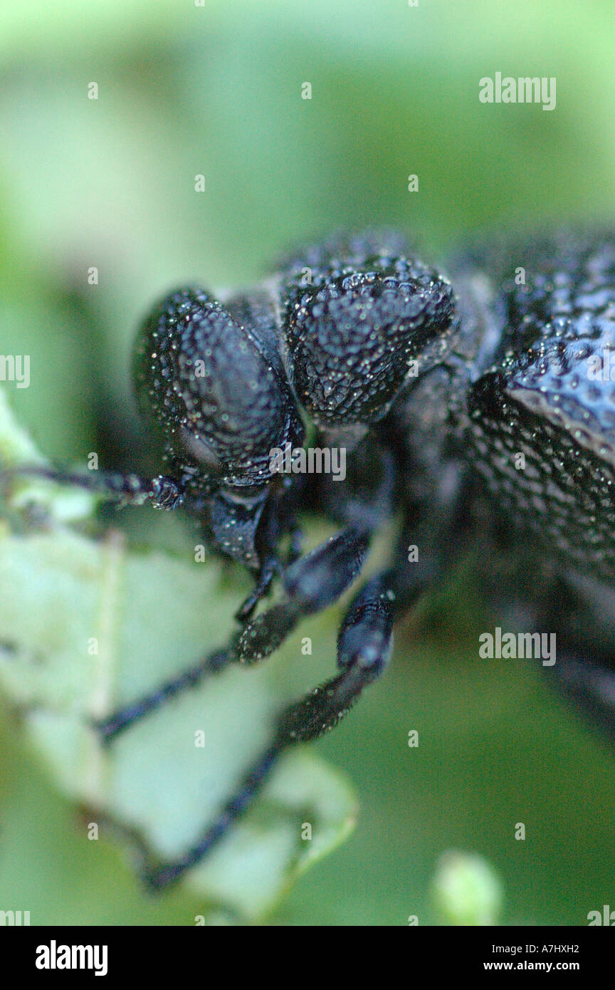 Black Beetle Head Shot Close Up Stock Photo - Alamy