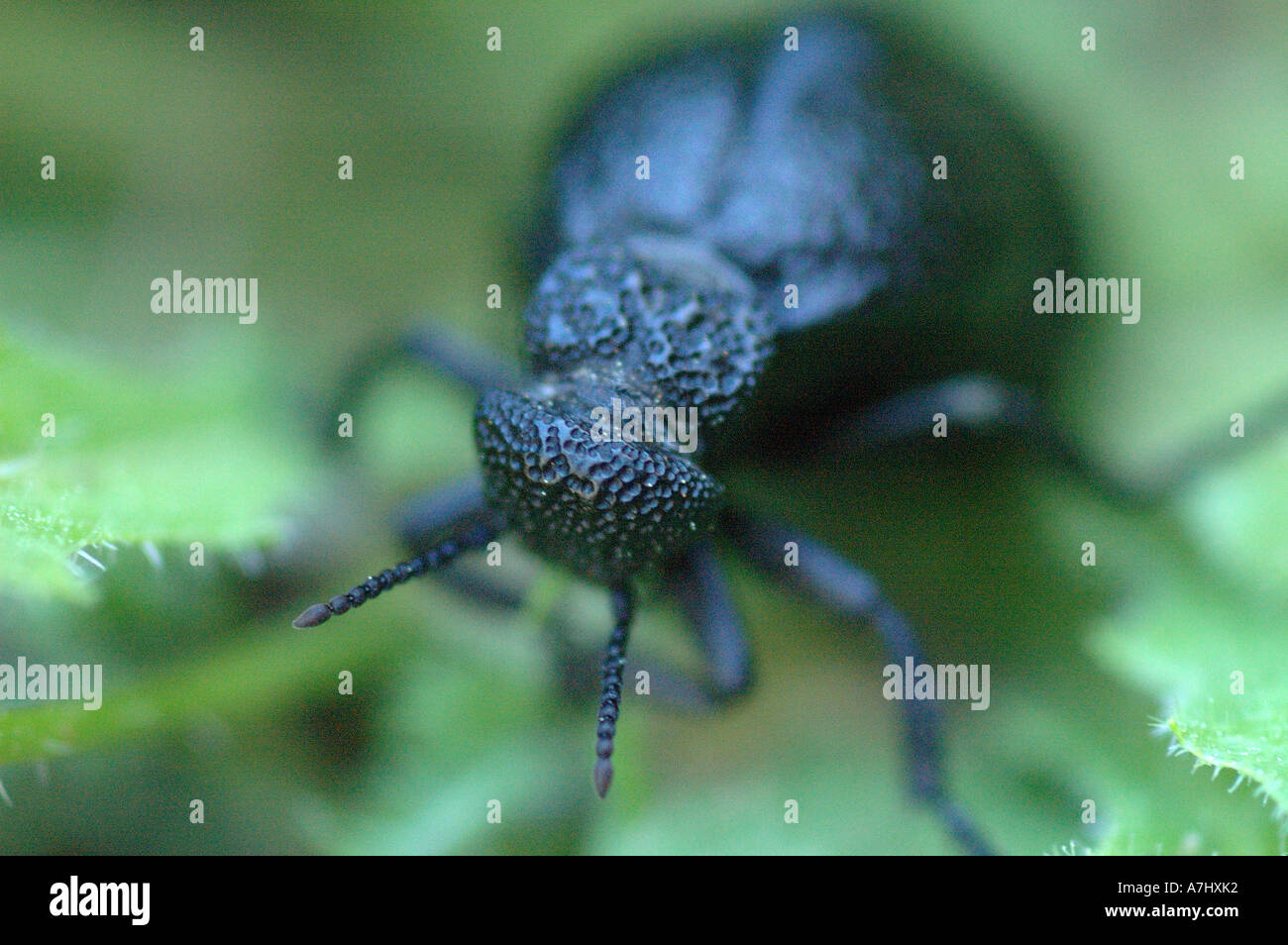 Black beetle hi-res stock photography and images - Alamy