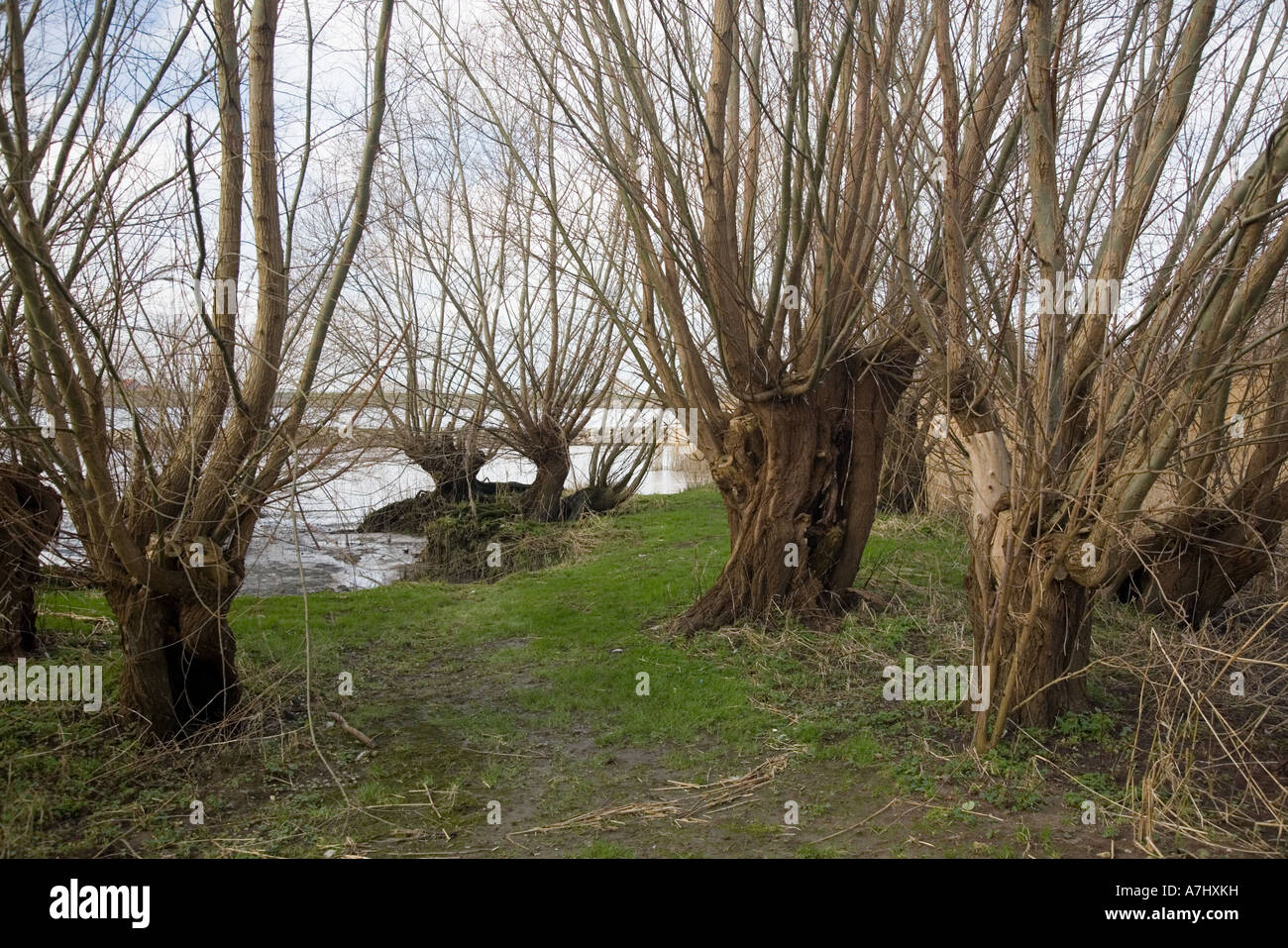 Old pollard willows on the bank of the river Lek, Holland Stock Photo ...
