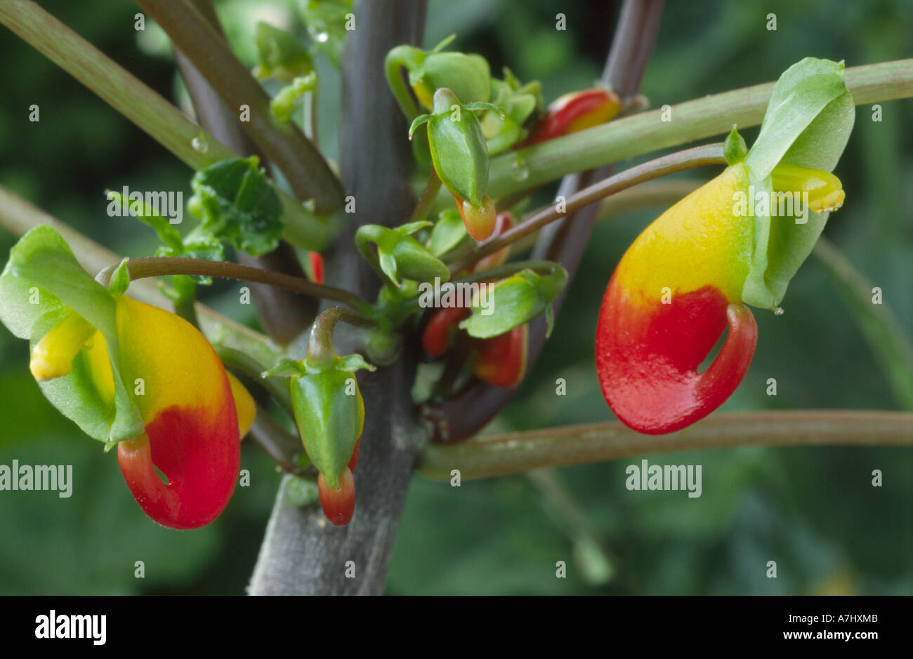 Impatiens niamniamensis. Balsam, Busy Lizzie. Congo cockatoo, parrot ...