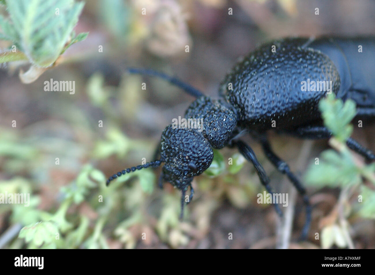 Black beetle hi-res stock photography and images - Alamy