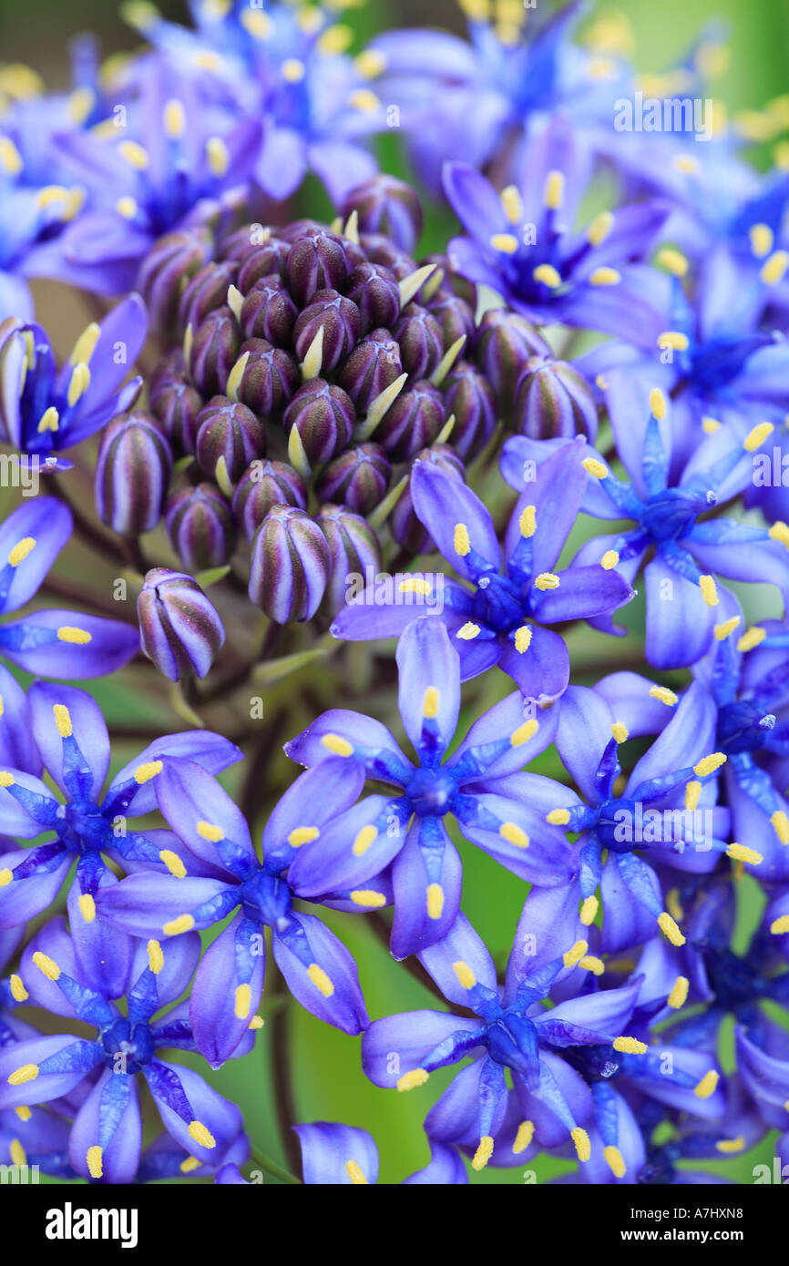 Scilla peruvian hi-res stock photography and images - Alamy