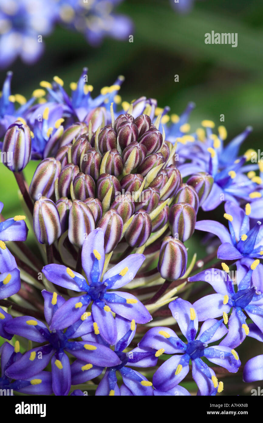 Peruvian scilla scilla peruviana hi-res stock photography and images ...
