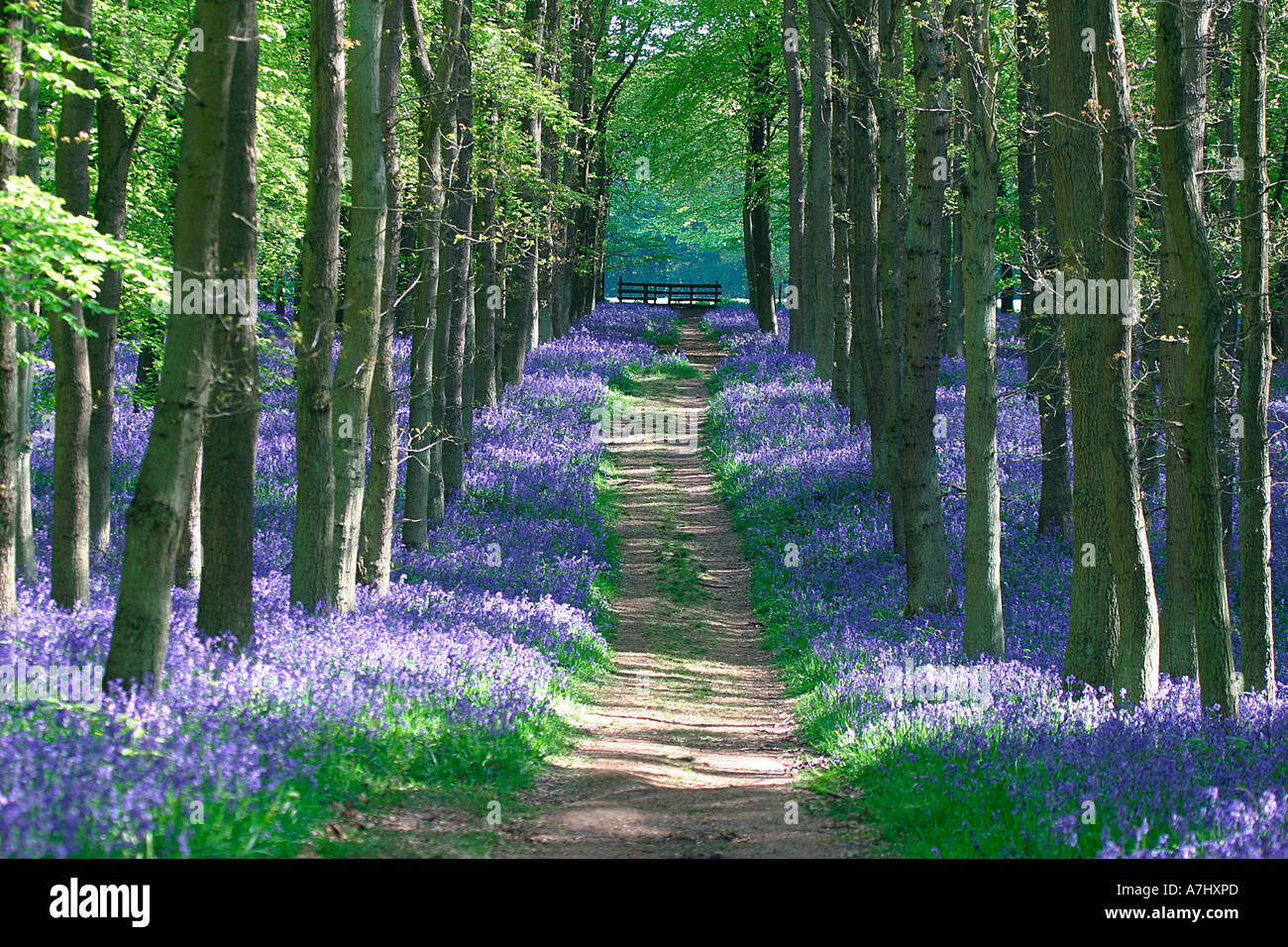 The chiltern way hi-res stock photography and images - Alamy