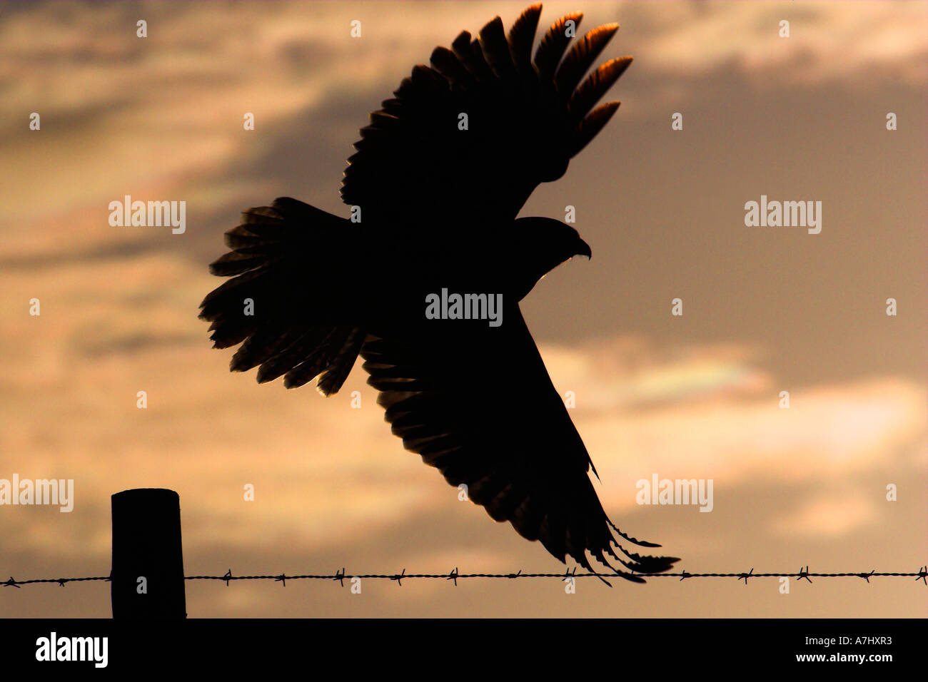 Buzzard in flight Stock Photo - Alamy
