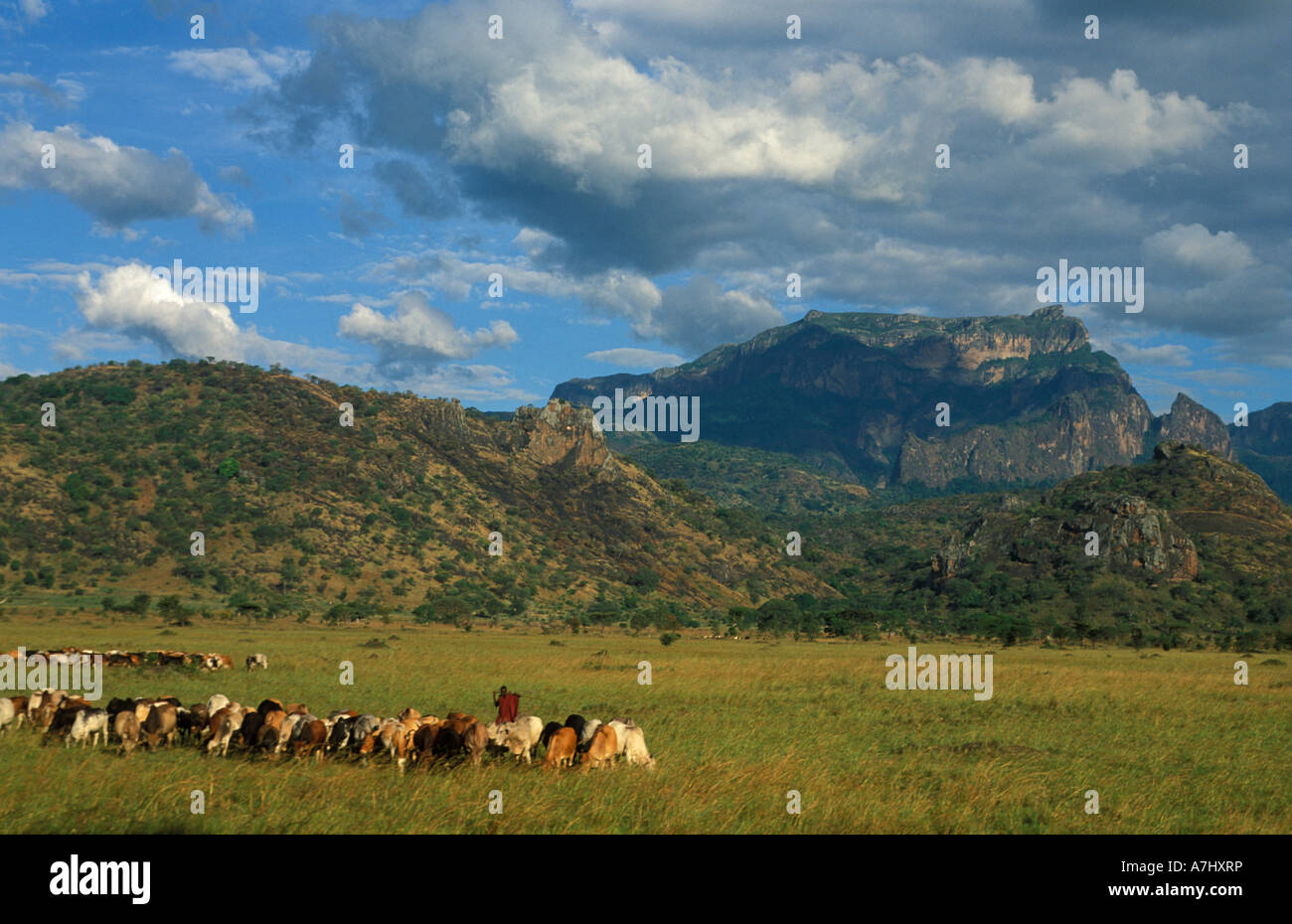 Karimojong pastoralist on the plains below Mount Kadam 3068m Karamoja ...