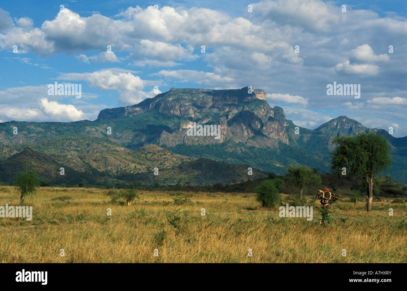 Karimojong woman carrying fire wood on the plains below Mount Kadam ...