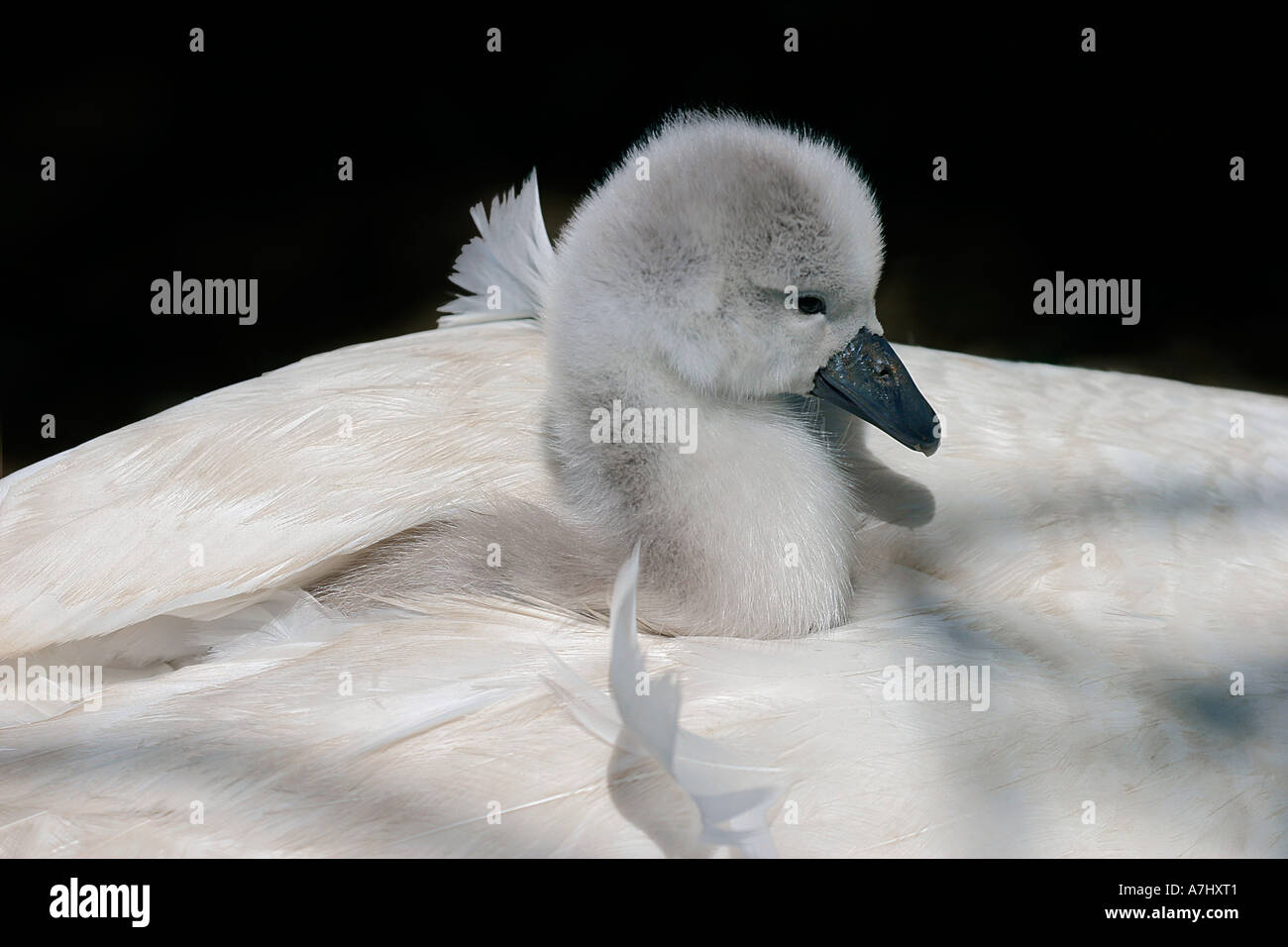 Cygnet on back hi-res stock photography and images - Alamy