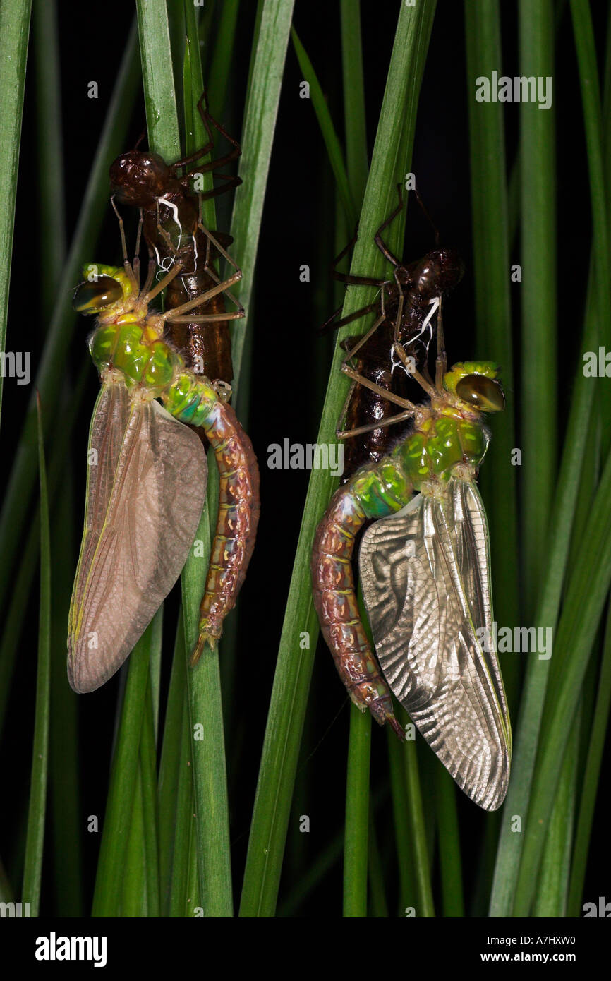 Emperor dragonfly exuvia hi-res stock photography and images - Alamy