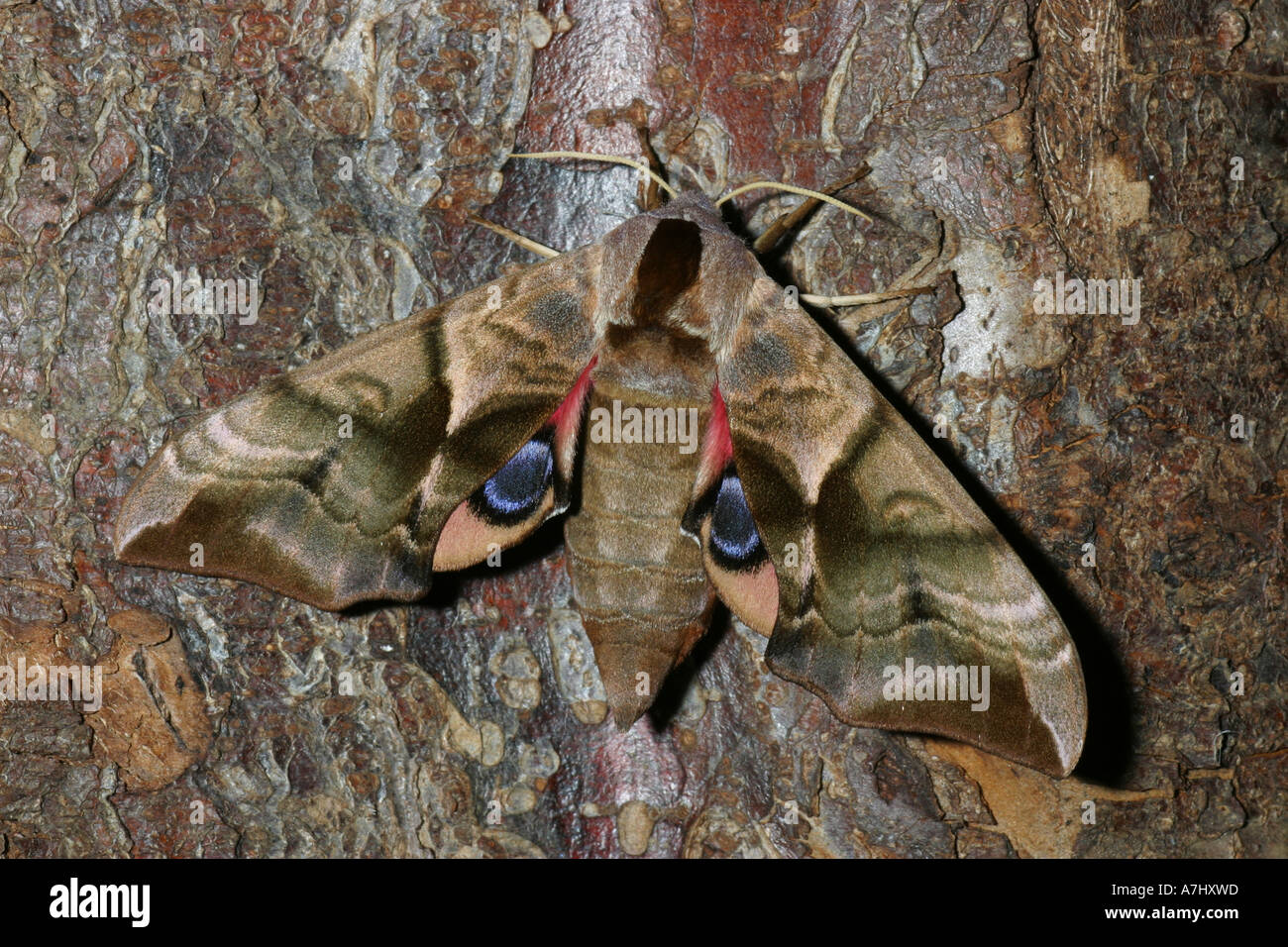 Eyed Hawk Moth Stock Photo - Alamy