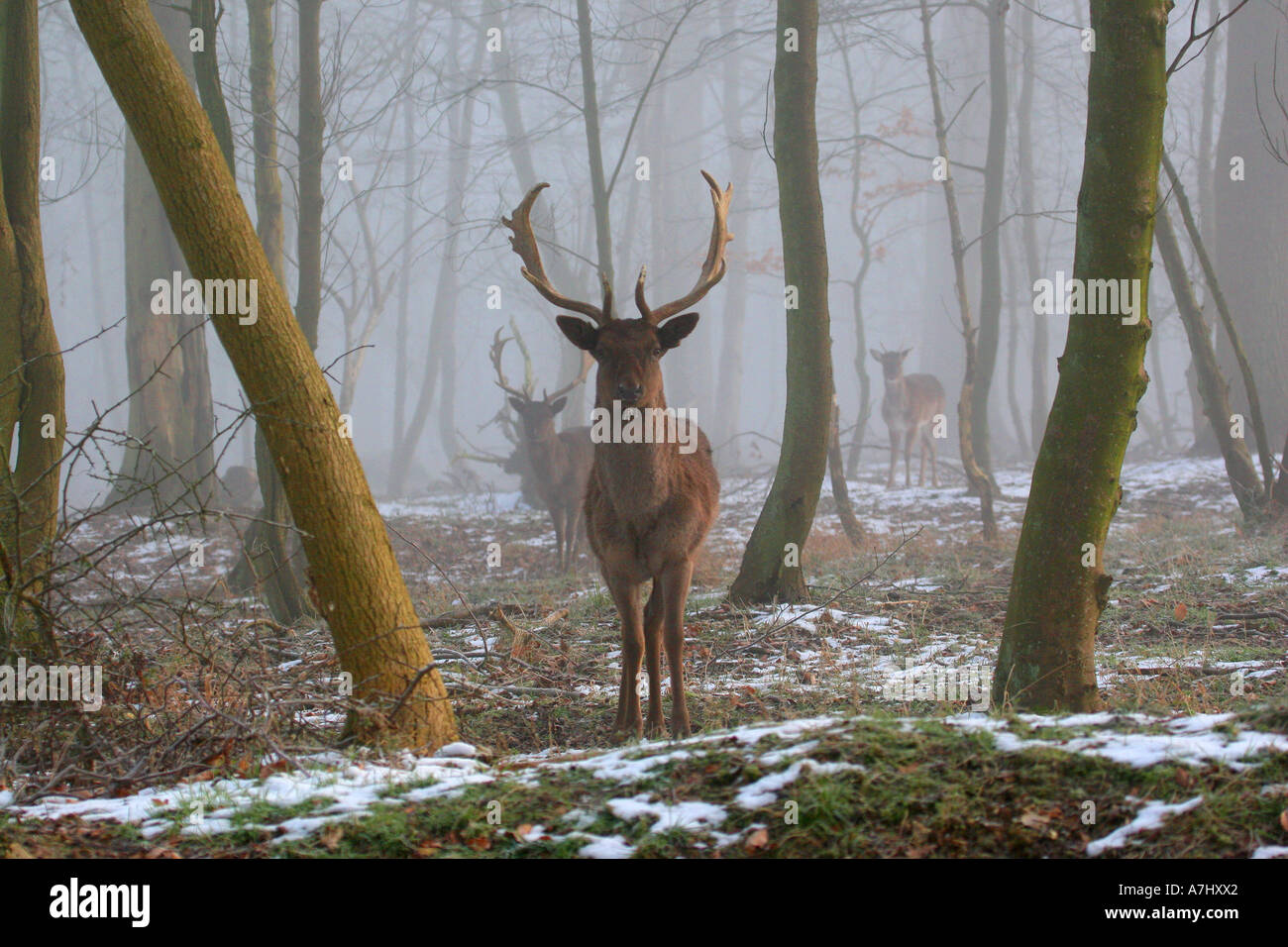 Fallow deer in fog hi-res stock photography and images - Alamy