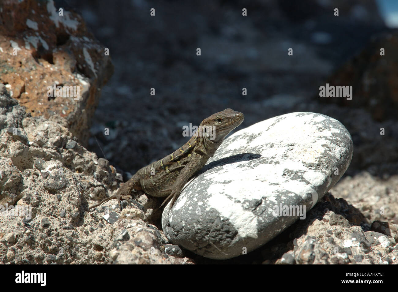 Best lizard hi-res stock photography and images - Alamy