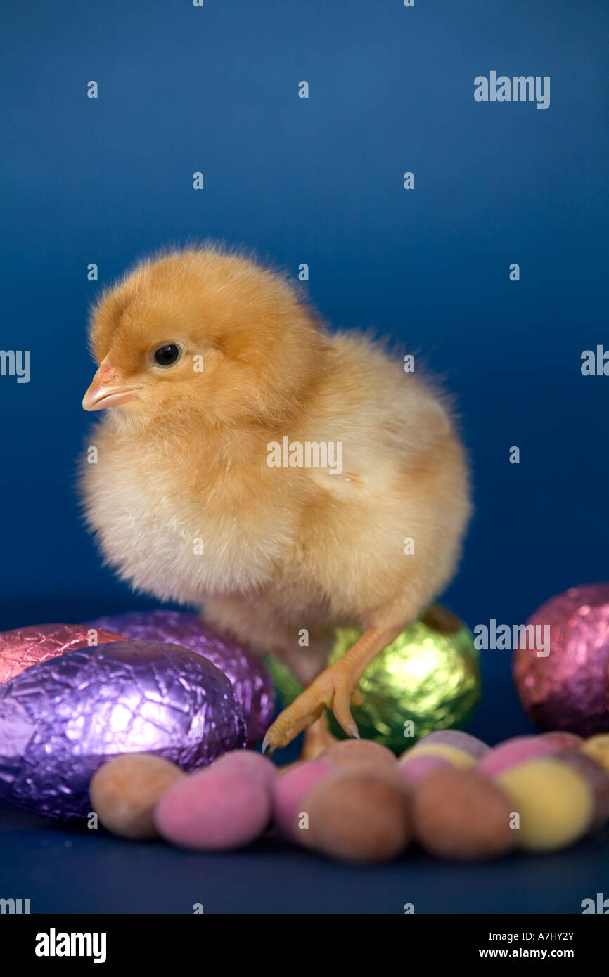 chick with easter eggs spring Stock Photo - Alamy