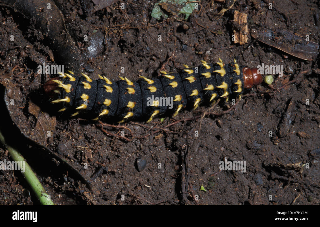 Caterpillar Kibale Forest National Park Uganda Stock Photo - Alamy
