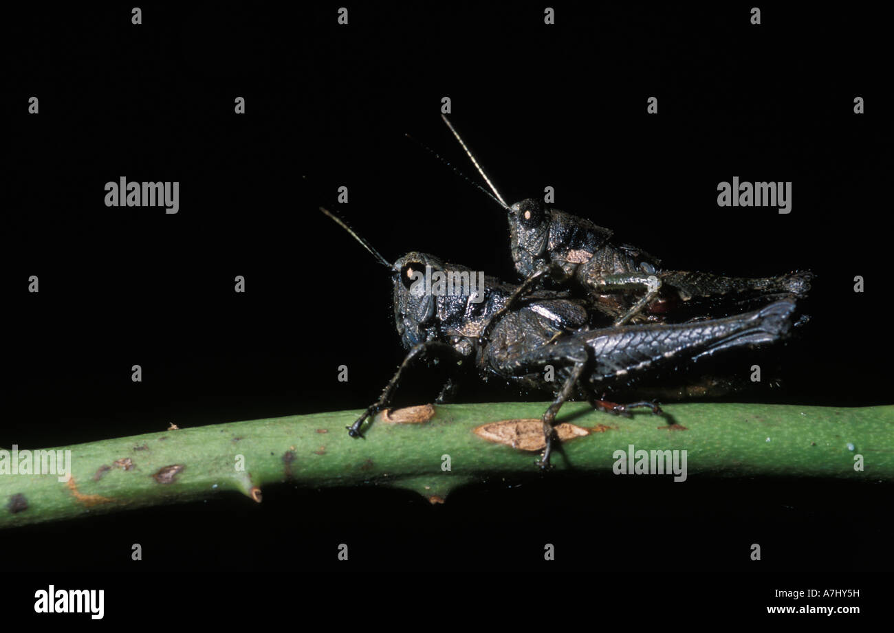 crickets mating Kibale Forest National Park Uganda Stock Photo - Alamy
