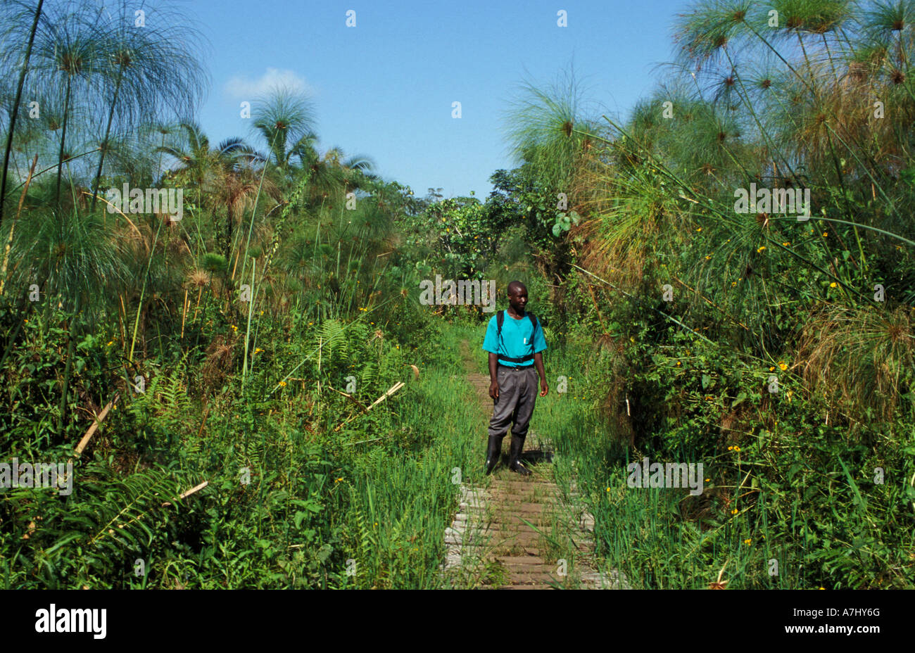 Bigodi Wetland Sanctuary papyrus swamp Kibale Forest National Park ...