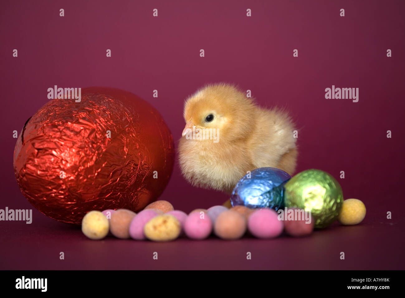 Spring farm britain eggs hi-res stock photography and images - Alamy