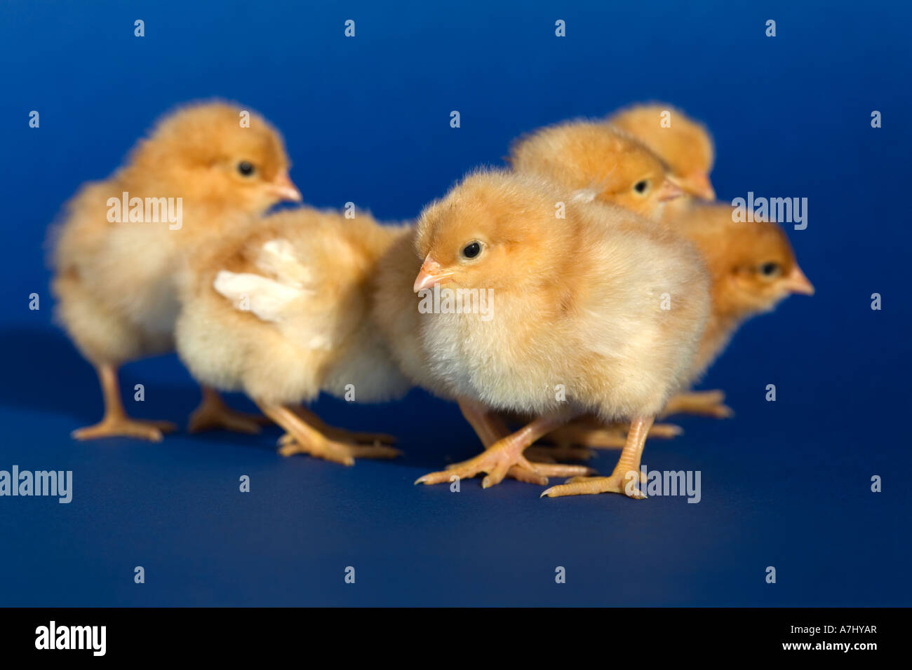 Group of the six animal hi-res stock photography and images - Alamy