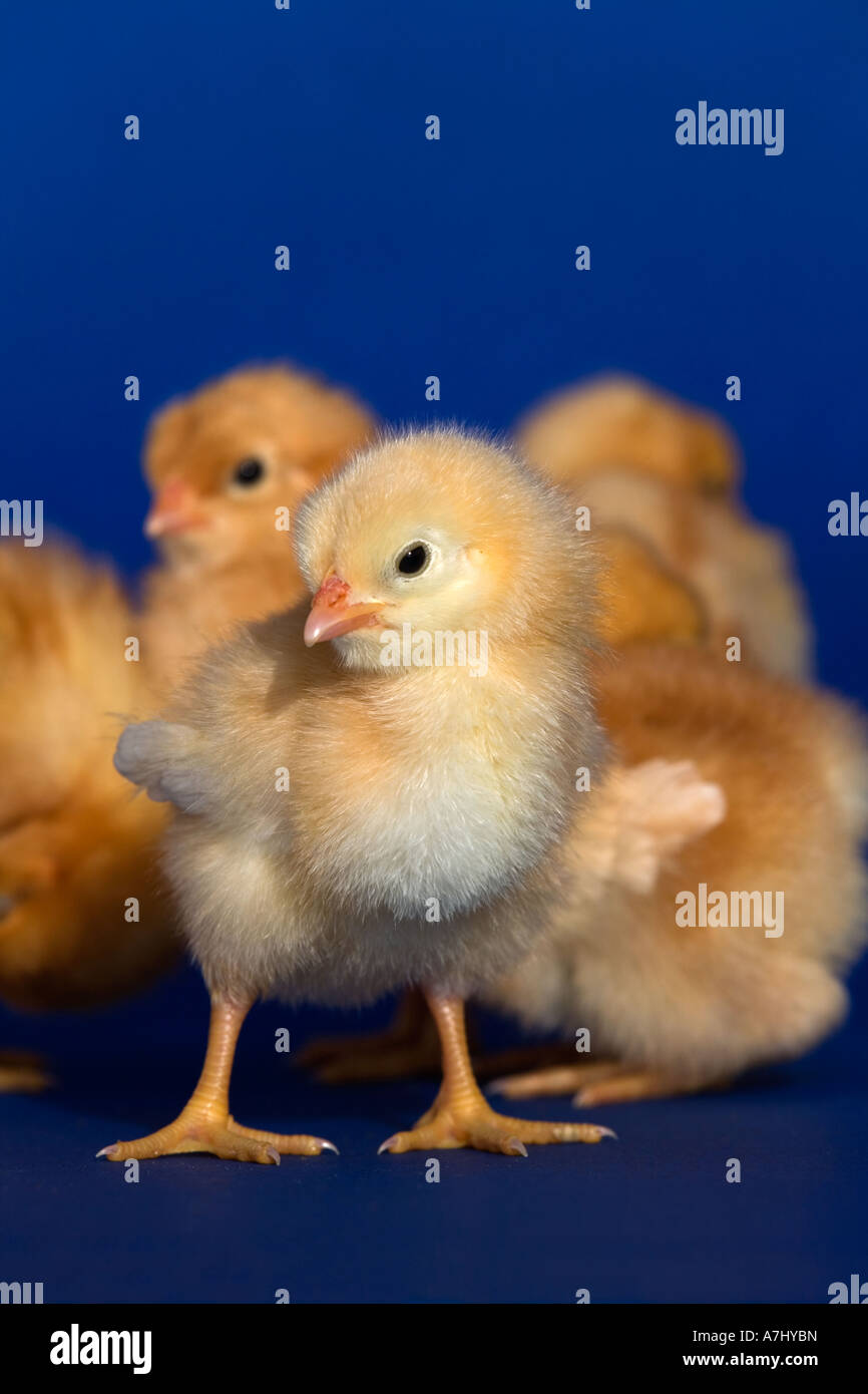 group of chicks spring Stock Photo - Alamy