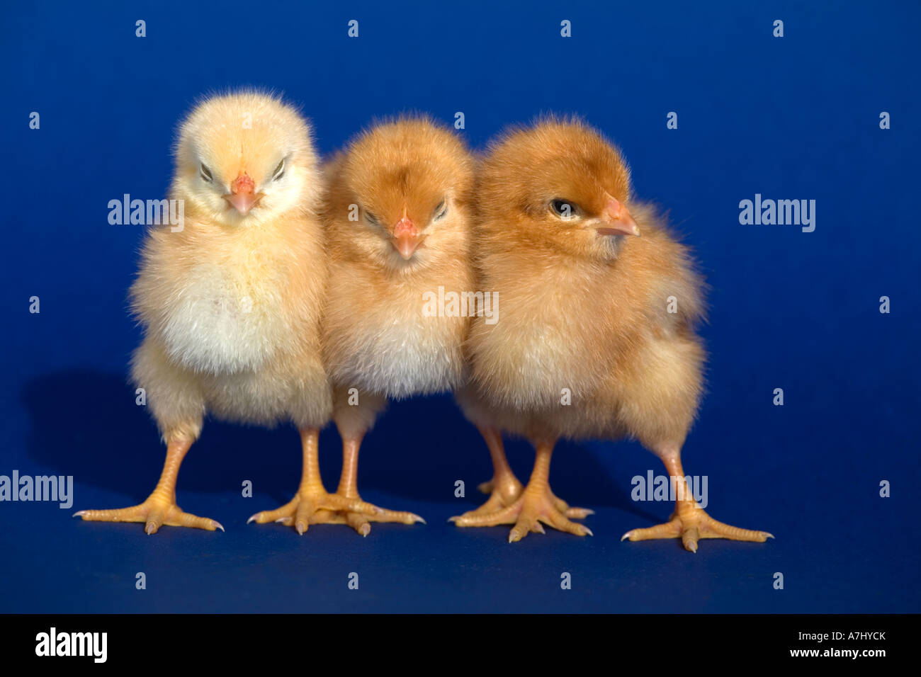 group of chicks spring Stock Photo - Alamy