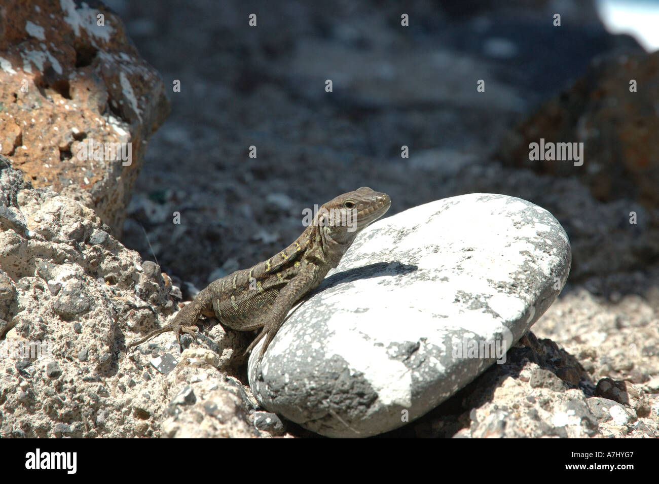 Lizard on a rock Stock Photo - Alamy