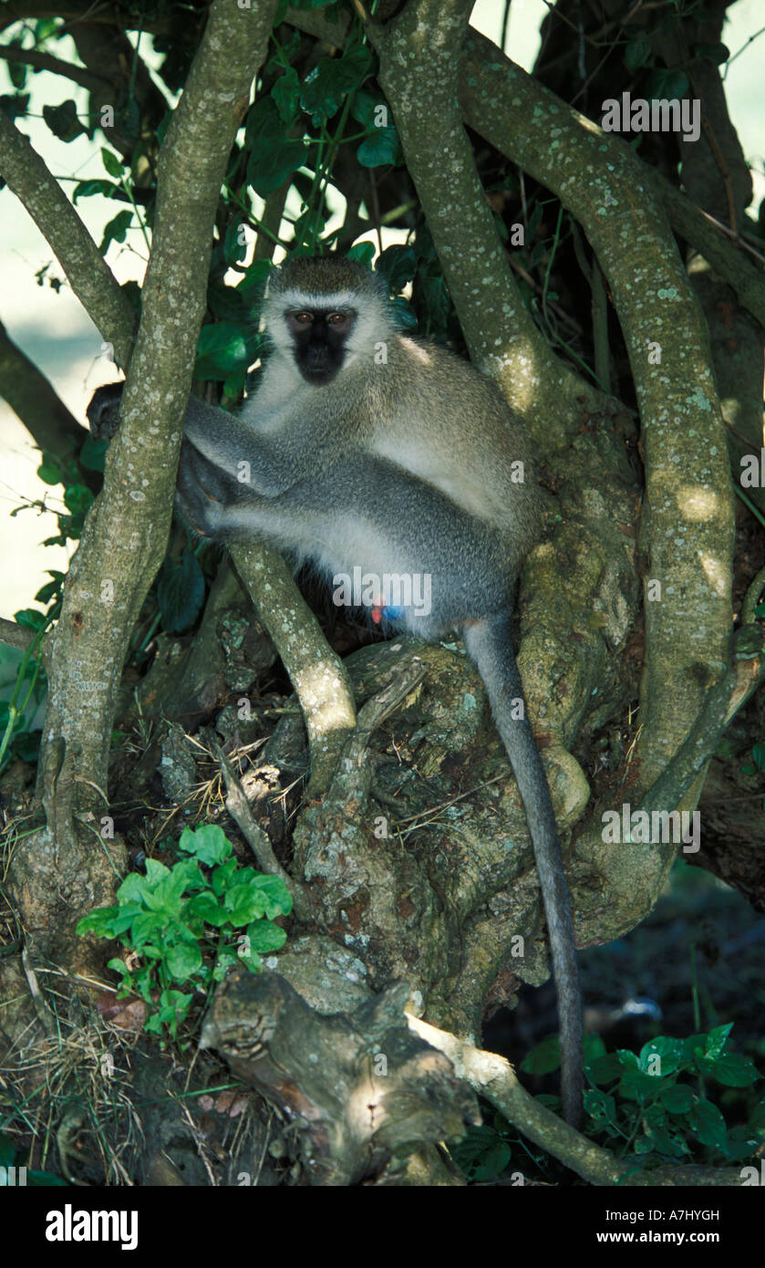 vervet monkey Cercopithecus aethiops lake Mburo National Park Uganda ...