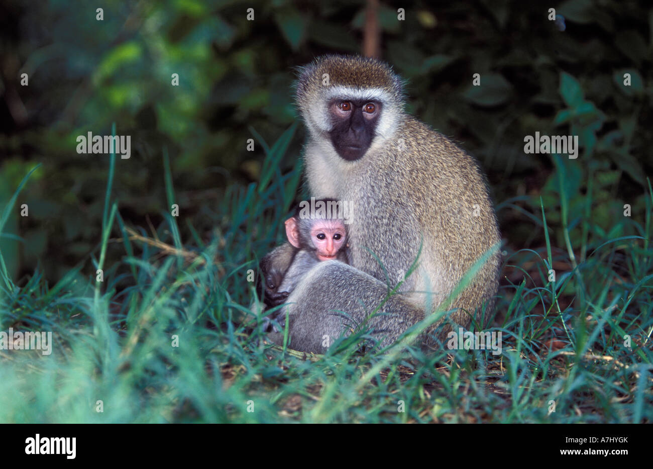vervet monkey with young Cercopithecus aethiops lake Mburo National ...