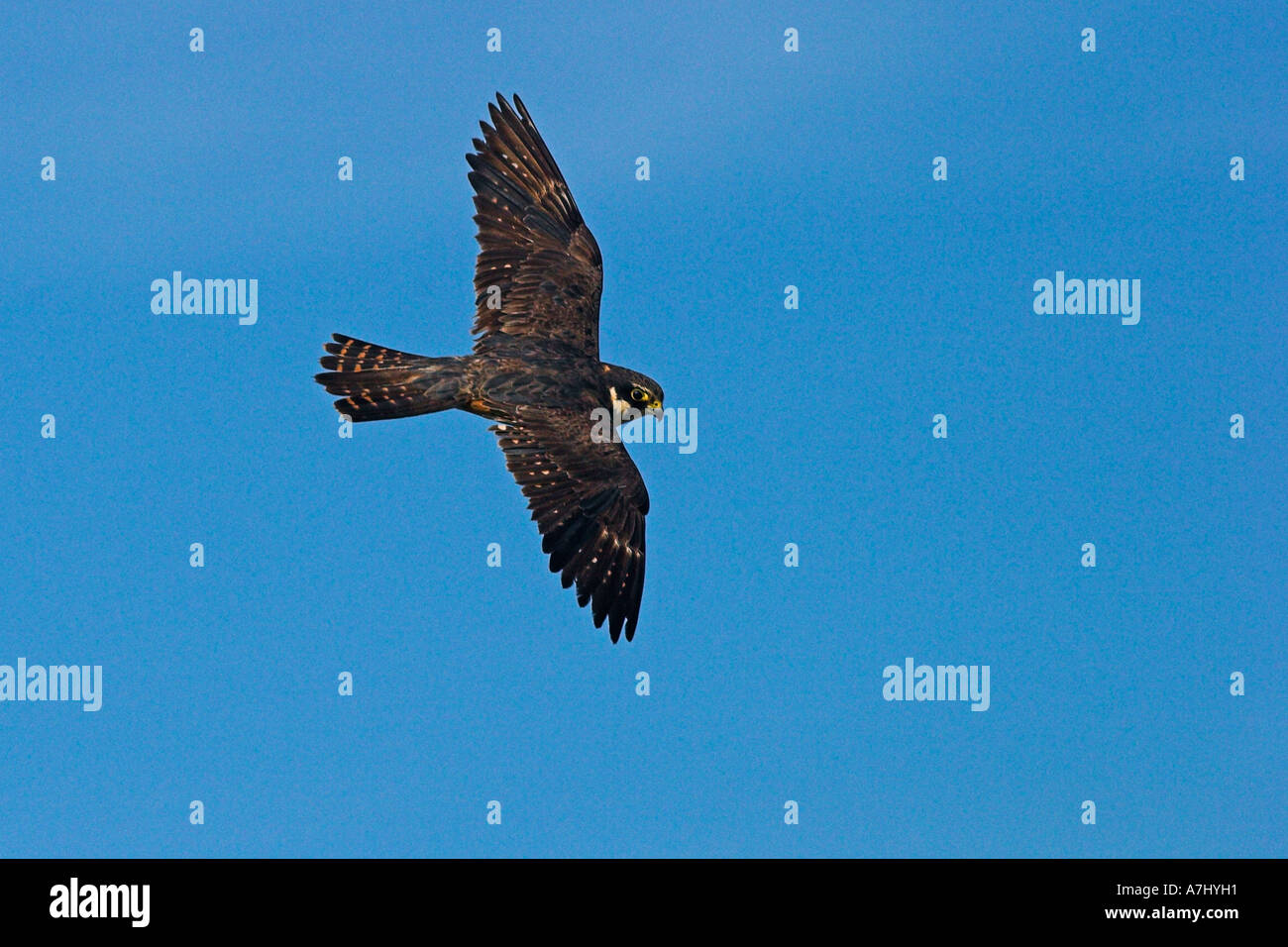 Hobby in flight Stock Photo - Alamy