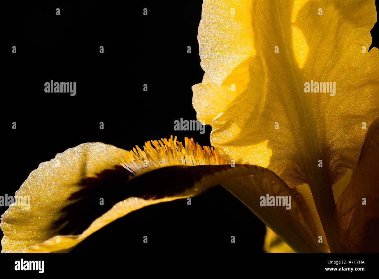 Iris pollination hi-res stock photography and images - Alamy