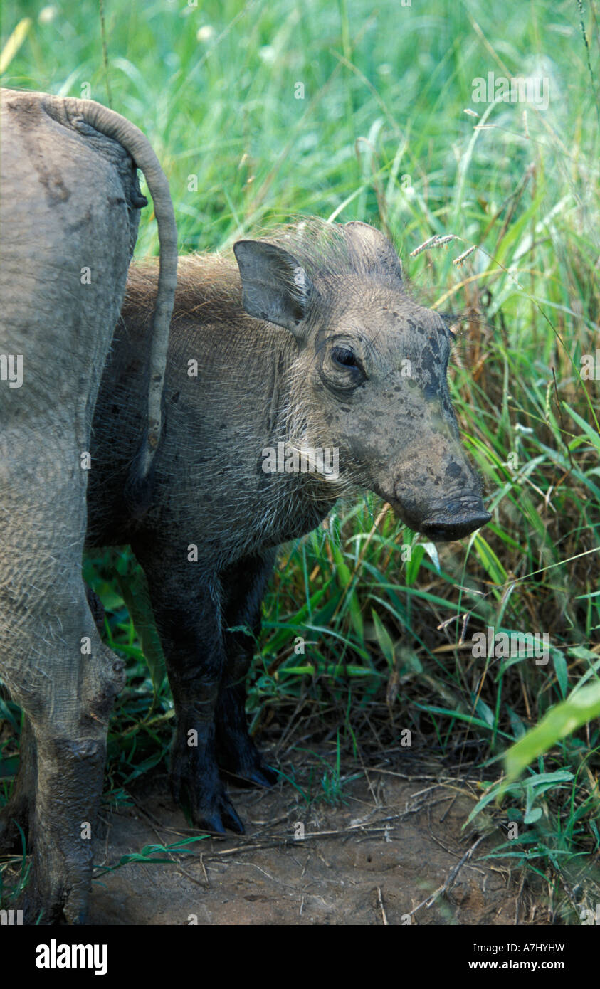 Baby warthog Phacochoerus aethiopicus lake Mburo National Park Uganda ...