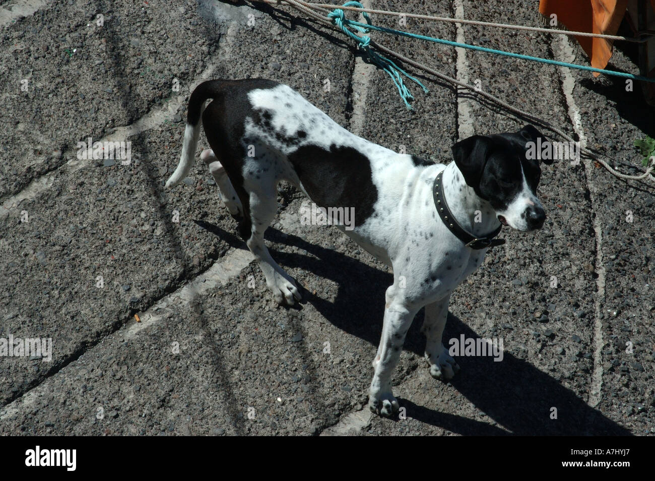 Epic dog hi-res stock photography and images - Alamy