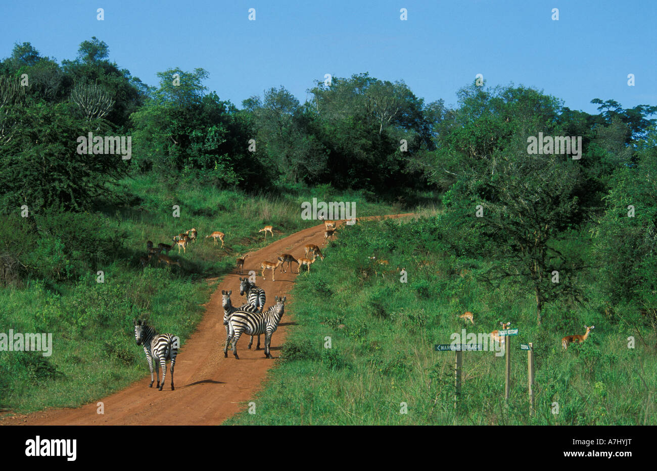 Burchell's zebra Equus burchelli lake Mburo National Park Uganda Stock ...